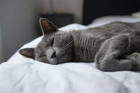 LAS 6 RAZAS DE GATOS MÁS POPULARES Animales del Mundo