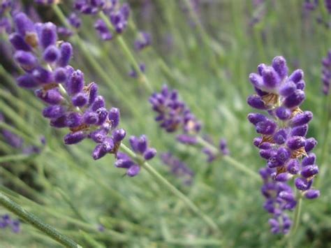 Details 100 Variedades De Lavanda Planta Abzlocal Mx