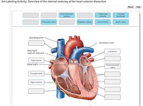 Interior Heart Model Labeled