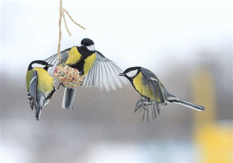 Meisen Im Winter Zum Auf Der Zufuhr Zu Fliegen Und Zu Sitzen Stockfoto