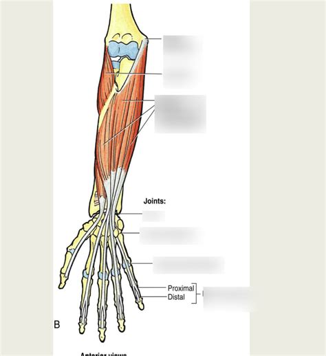 Anterior View Of Arm Diagram Quizlet