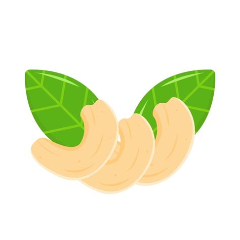 Ilustração de castanha de caju Vetor Premium