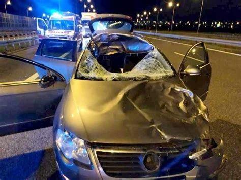 Koszmarny wypadek Auto zderzyło się z jeleniem na autostradzie A4