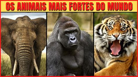 Conheça os 13 animais mais fortes do mundo alguns irão te