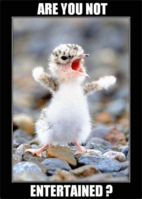 Gladiator Chick Imgflip
