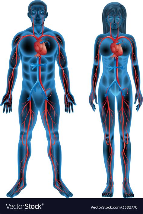 Human Circulatory System Royalty Free Vector Image