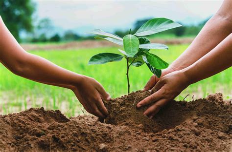 Buscarán sembrar 1 000 árboles en Juana Díaz como parte de una campaña