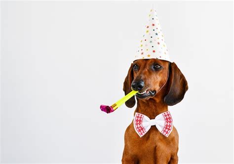 El perro salchicha rojo celebra un cumpleaños Foto Premium