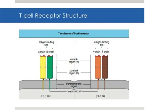 Ppt T Cell Receptors And Their Importance In Organ Transplant And Hiv Mediated Cell Death