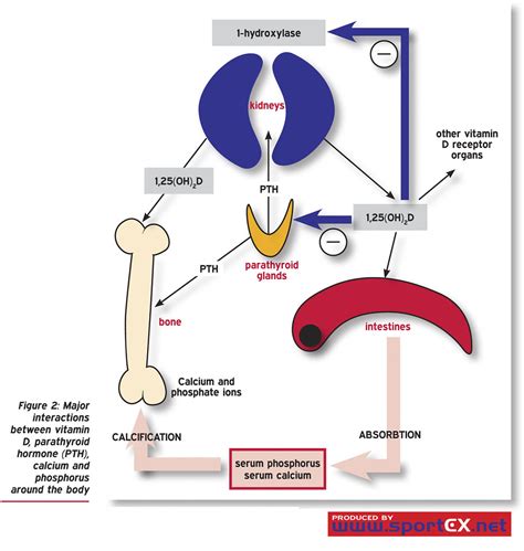 Major Interactions Between Vitamin D Parathyroid Hormone Flickr