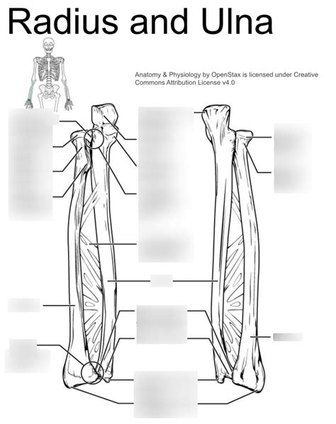 Radius And Ulna Bony Landmarks Diagram Quizlet