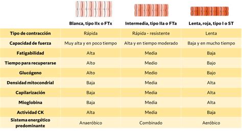 Tipos De Fibras Musculares Y Relaci N Con El Entrenamiento