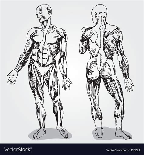 Body Royalty Free Vector Image Vectorstock