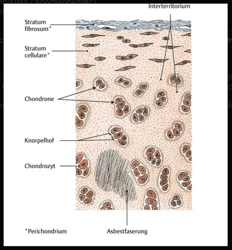 Stützgewebe Histologie Anatomie Karteikarten Quizlet