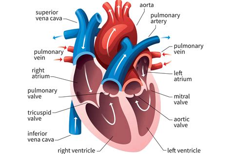 Cardiovascular System Chambers Of The Heart Diagram Heart Co