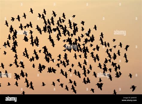 FLOCKING BEHAVIOR In BIRDS BIKANER Stock Photo Image Of 45 OFF