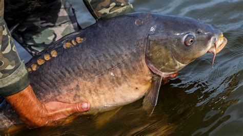 Karpfen Angeln Cyprinus Carpio Alle Infos Zum Fisch