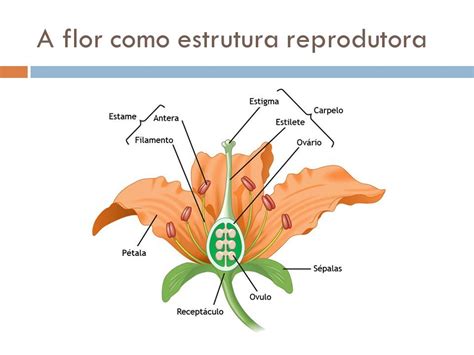 Imagem Relacionada Parts Of A Flower Flower Structure Plant Science