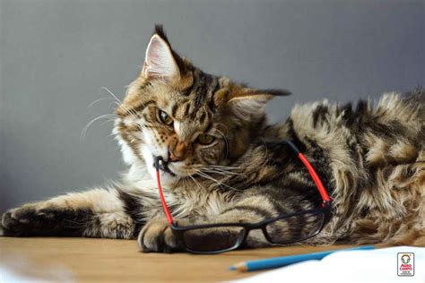 Cómo educar un gato Nuestros 5 tips Blog Agrocampo Colombia