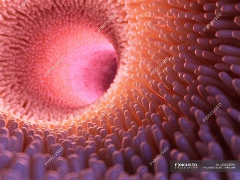 Small Intestine Villi Anatomy