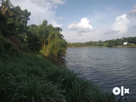 52 Cent River Water Front Land For Sale In Kanjoor Near Aluva Airport