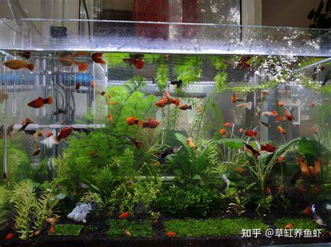 4种皮实好养的小鱼都非常好养新手养鱼就选它们 知乎