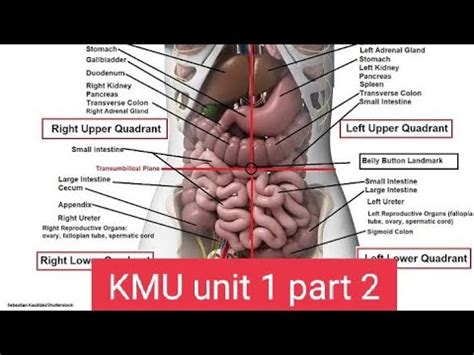 Body Cavity Thoracic Cavity Abdominal Cavity Palvic Cavity Nine