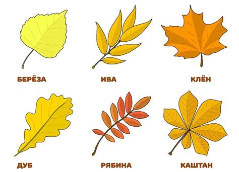 Как выглядят листья разных деревьев Деревология