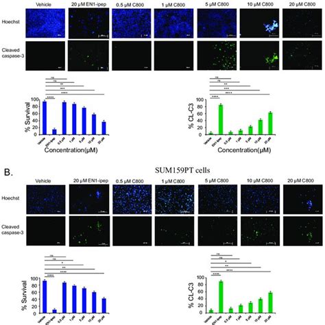 C800 Induces Apoptosis In TNBC Cells A T11 Cells And B SUM159