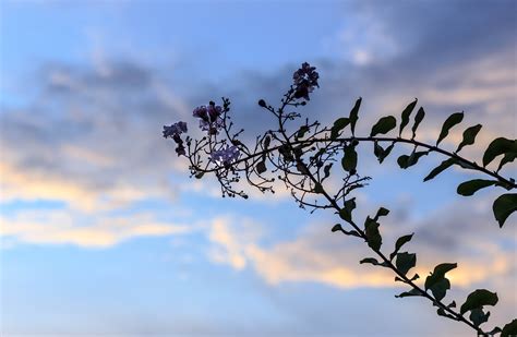 Banco de imagens árvore natureza grama ramo Flor nuvem plantar