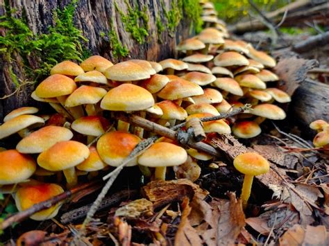 Premium Photo Yellow Cap Mushrooms Growing On A Dead Tree Stump