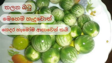 රසවත වගම ගණවත තලන බට ගදර හමම ආස කරන වදයට thalana batu curry