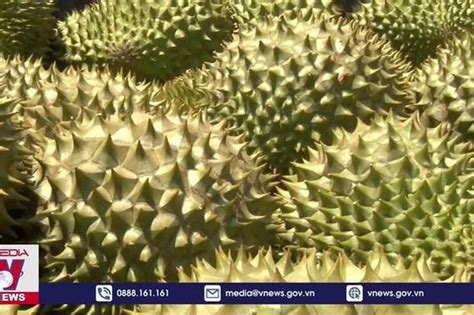 Việt Nam vươn lên vị trí số 1 về xuất khẩu sầu riêng vào Trung Quốc
