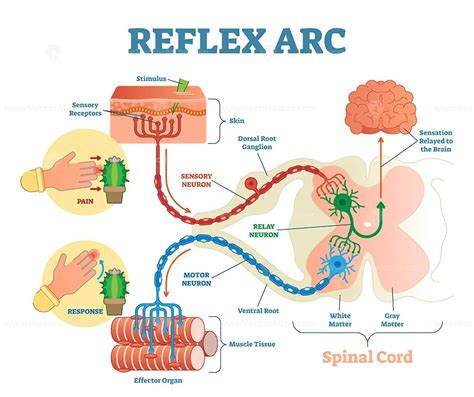Spinal Reflex Arc Diagram