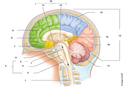 Module Nervous System Part Flashcards Quizlet