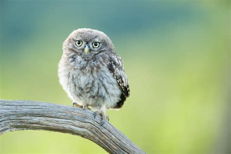4K Birds Owls Glance Branches HD Wallpaper Rare Gallery