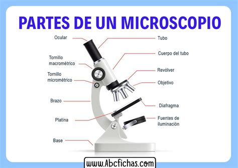 10 Partes Del Microscopio