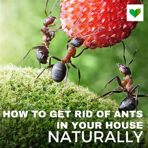 How To Get Rid Of Ants In The House Naturally And Easy