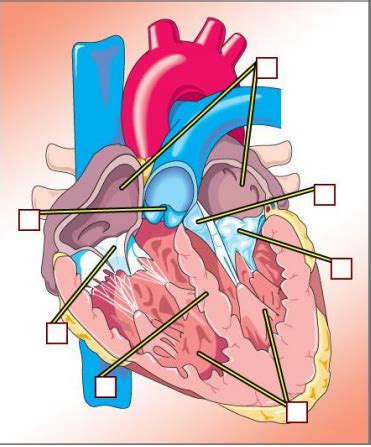 Cardiovascular System And The Heart Diagram Quizlet