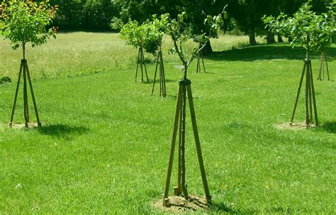 Un Tuteur D Arbre Facile Pour Maintien Solide Du Tronc Droit PLaisible