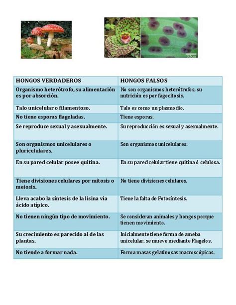 Menciona dos diferencias entre la reproducción de los hongos verdaderos