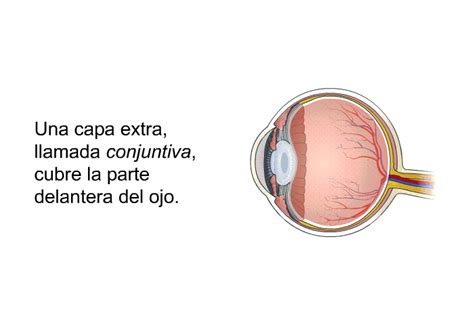 Patedu Glaucoma