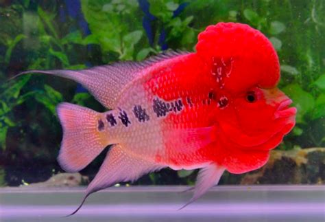 Ikan Hias Air Tawar Terpopuler