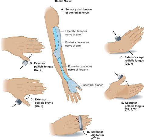 Radial Nerve Hand