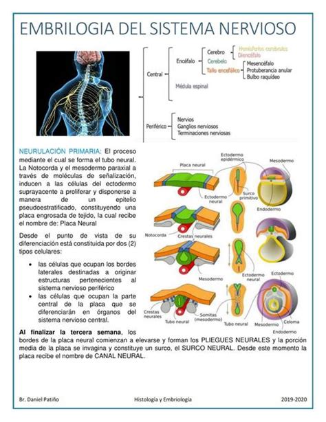 Embriología del Sistema Nervioso Niveles de ansiedad