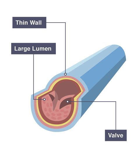 Labelled Diagram Of A Vein