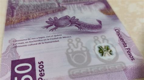 Ajolote del billete de 50 pesos se convierte en sensación La Jornada