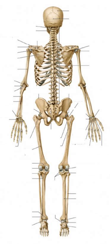 Skelett Dorsal Beschriftung Diagram Quizlet