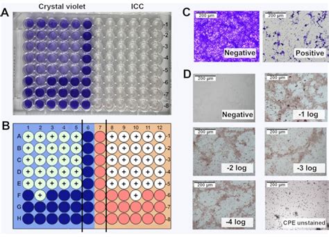 Use Of Crystal Violet To Improve Visual Cytopathic Effect Based Reading