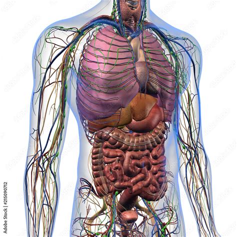 Male Internal Anatomy Of Chest And Abdominal Area On White Background